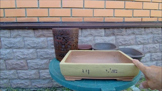 Бонсай обзор новых горшков 2025 год