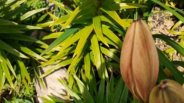 лилия БЕСТСЕЛЛЕР