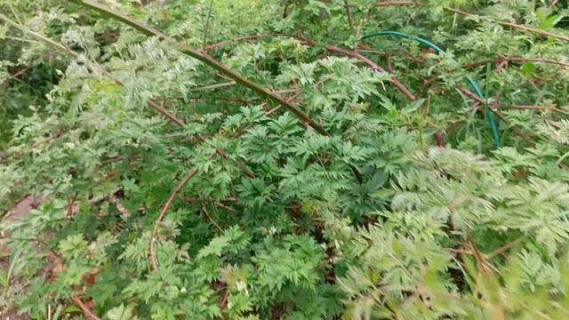 Два сорта ежевики на участке - показываю разные сроки созревания и размножение