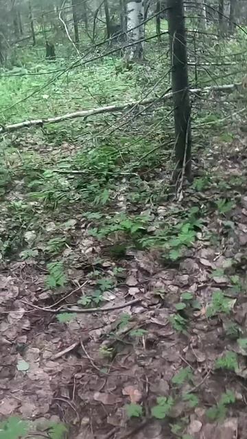 Медведь прошёл