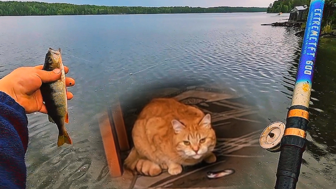 Ловим окуня с берега,кошка довольная как слон!