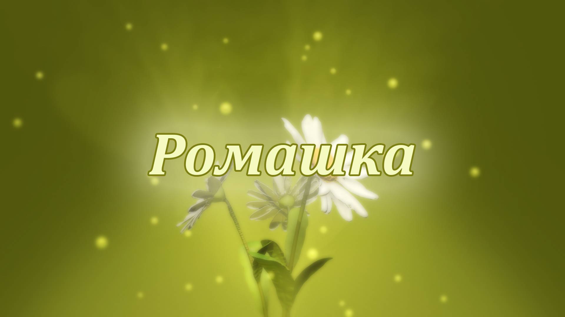 Лечебные свойства ромашки