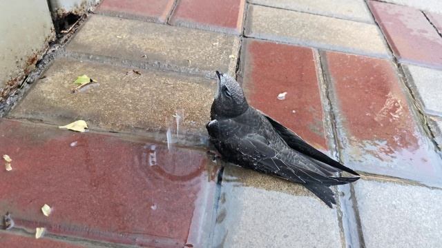 Стриж перегрелся, под душ его)