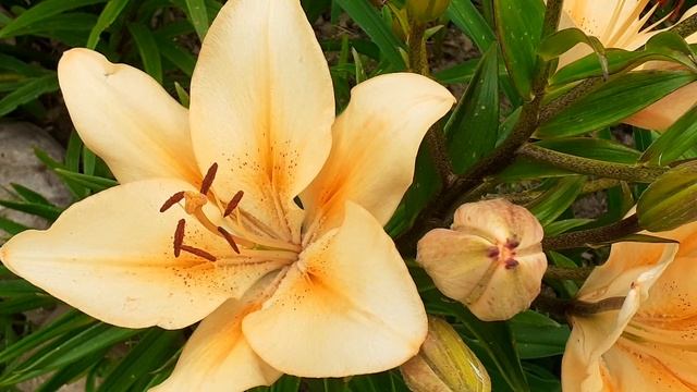 лилия БЕСТСЕЛЛЕР Ла-гибрид