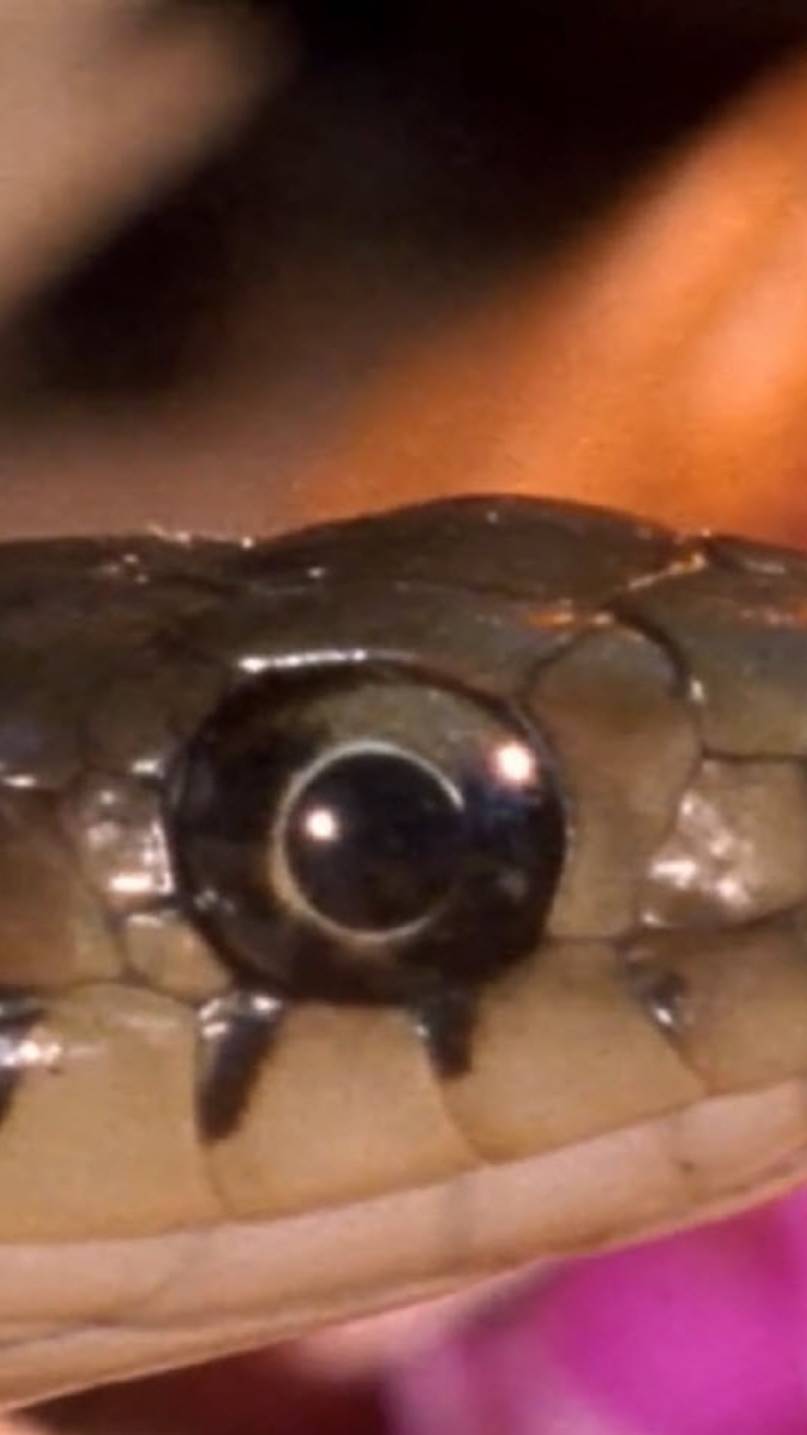 Почему змеи боятся землероек Ответ — в видео