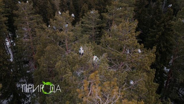 Природа. Серая цапля, Grey heron