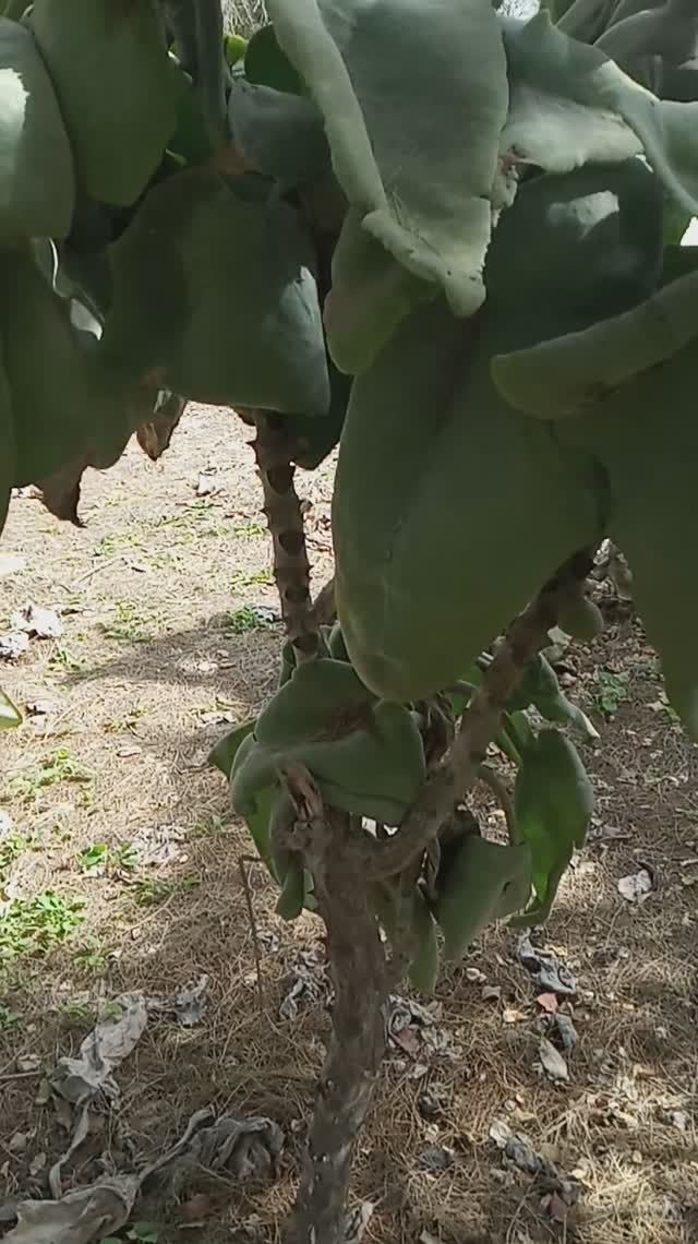 Не фикус и не кактус. Огромный лопух