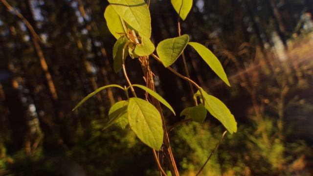 iPhone Color Grading HACK for broke Filmmakers