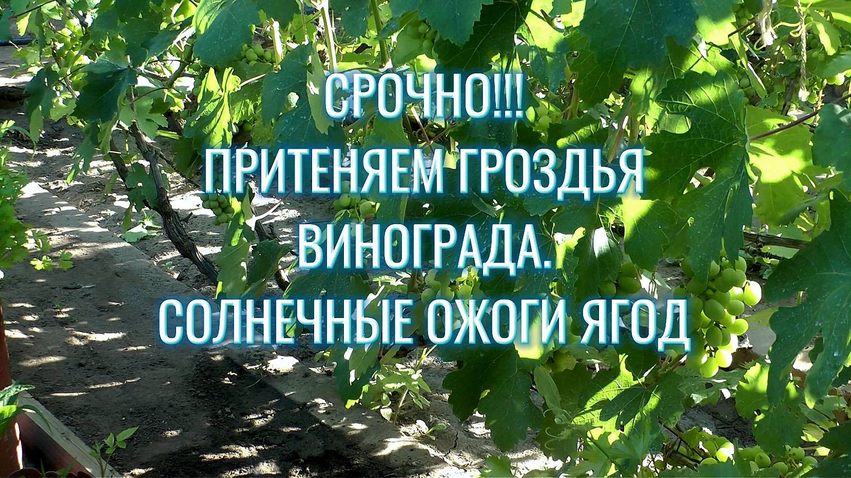 СРОЧНО! Притеняем гроздья винограда. Солнечные ожоги ягод