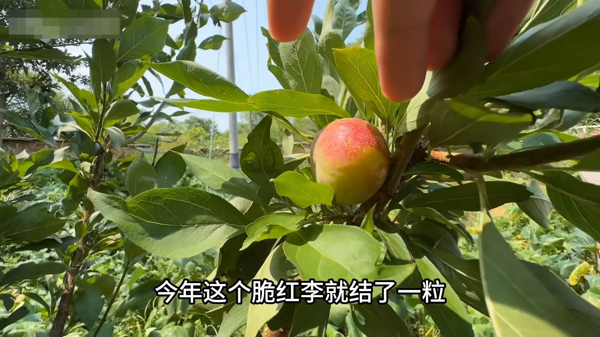 Шан Цзе и Ян Ян - Сливы в саду созрели и черный зимняя дыня (сяобао) подросла