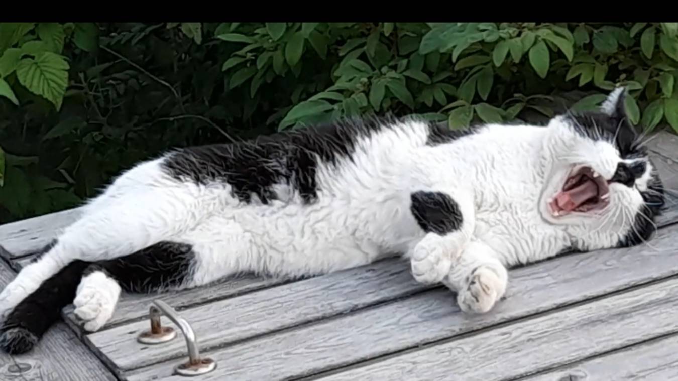 20250711_203010_002 Митя целый день ищет спасения от жары