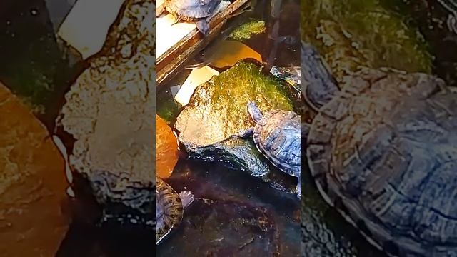 Красноухая черепаха  red-eared slider turtle#shortsvideo