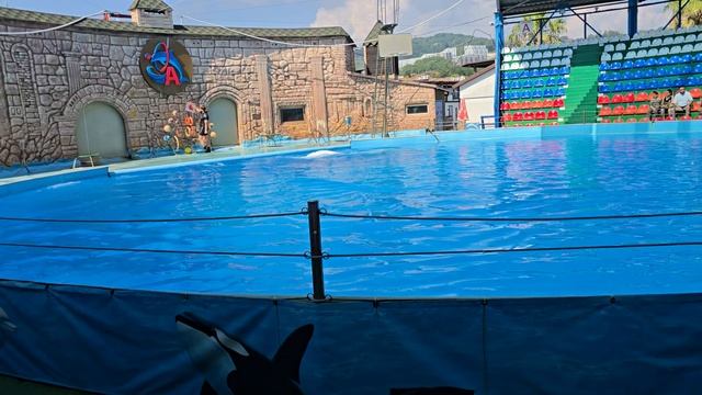 дельфинарий в Сочи 12.07.25