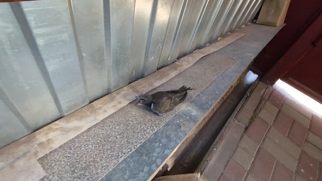 Молодой стриж, упавший от жары на железный навес