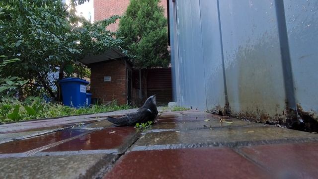 Молодой стриж, упавший от жары на железный навес