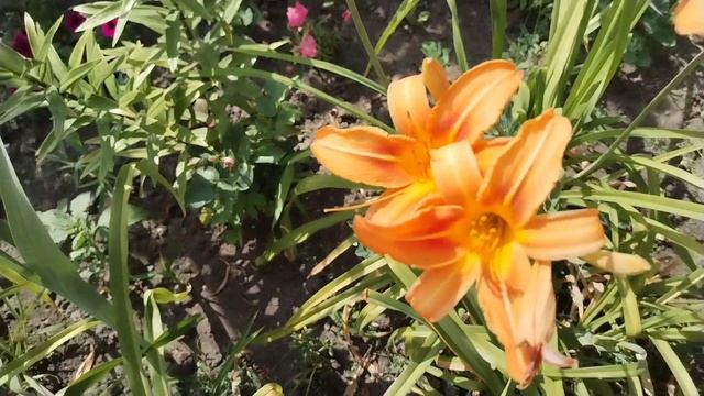 С Праздником ❤️ Поделитесь Своим Опытом🤔