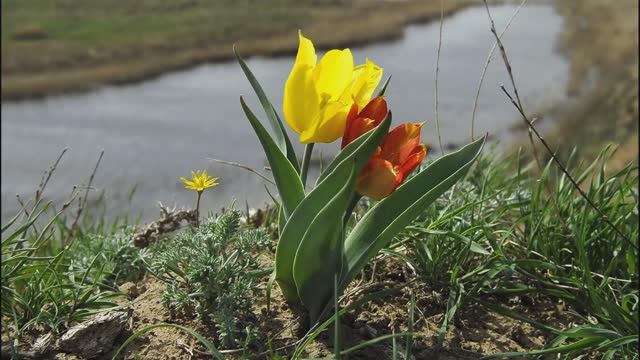 СТЕПЬ. Фотограф-анималист Сергей ЖДАНОВ и его изумительные работы