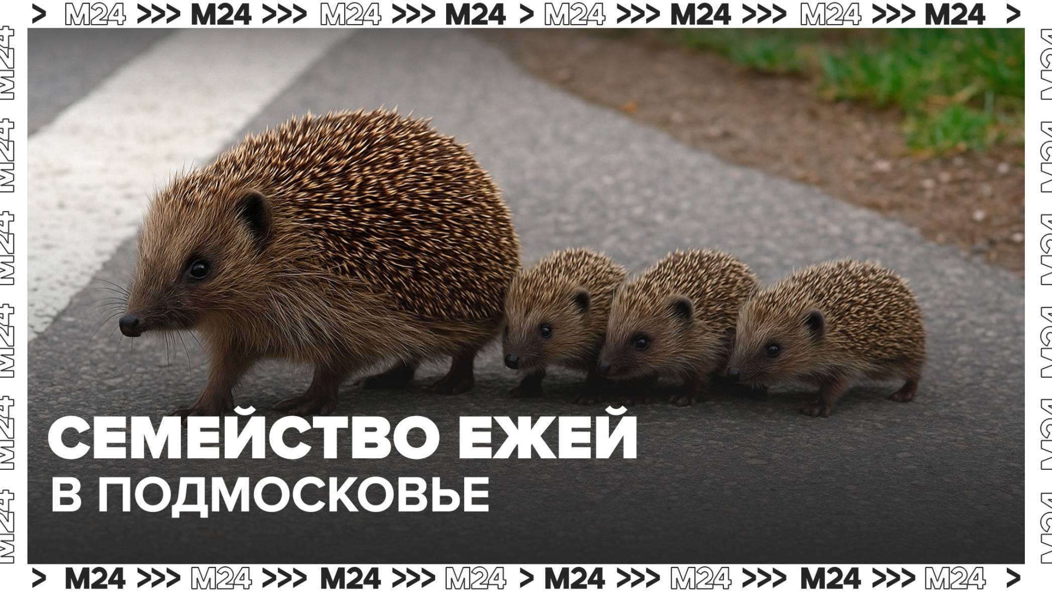 В Подмосковье засняли семейство ежей на прогулке — Москва 24