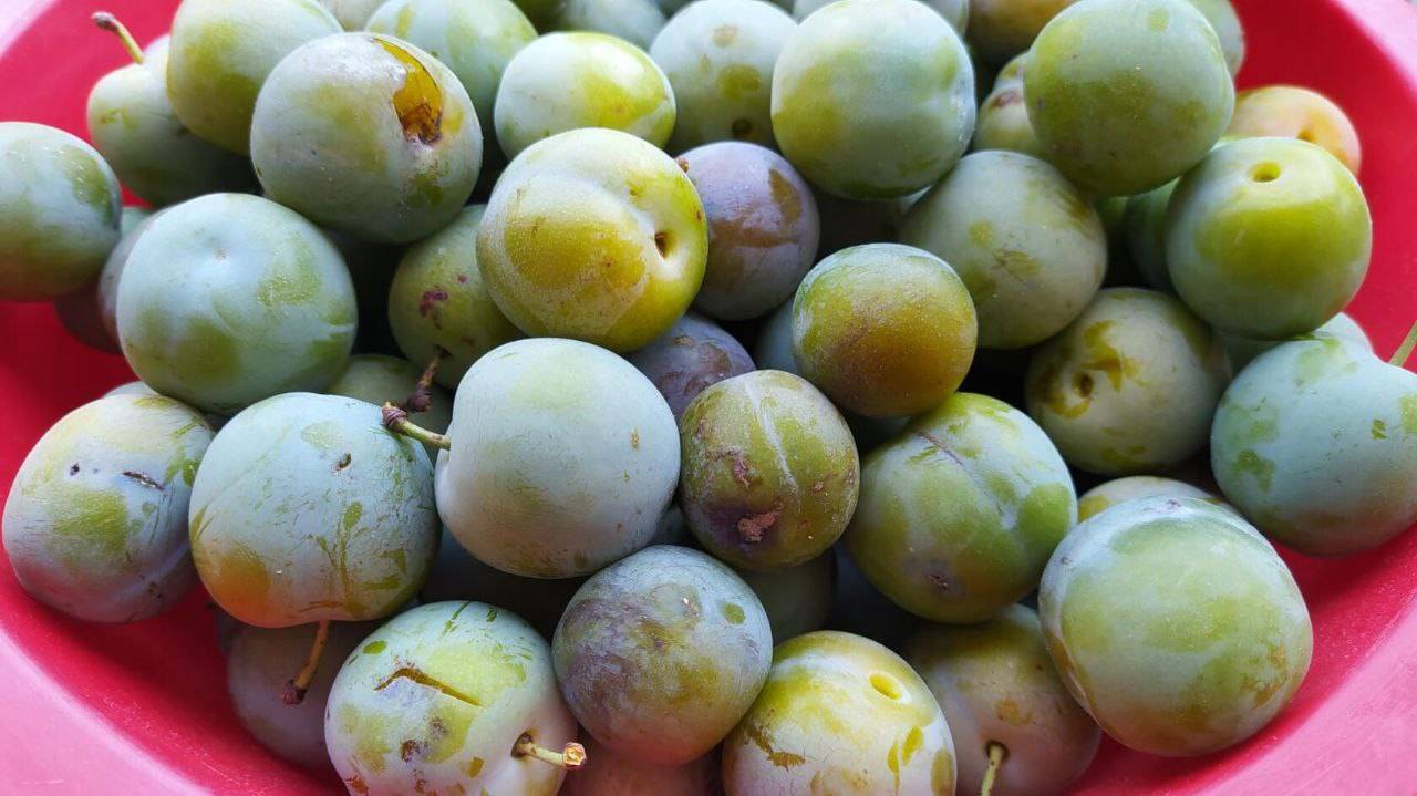 Сушим сливы в электросушилке.