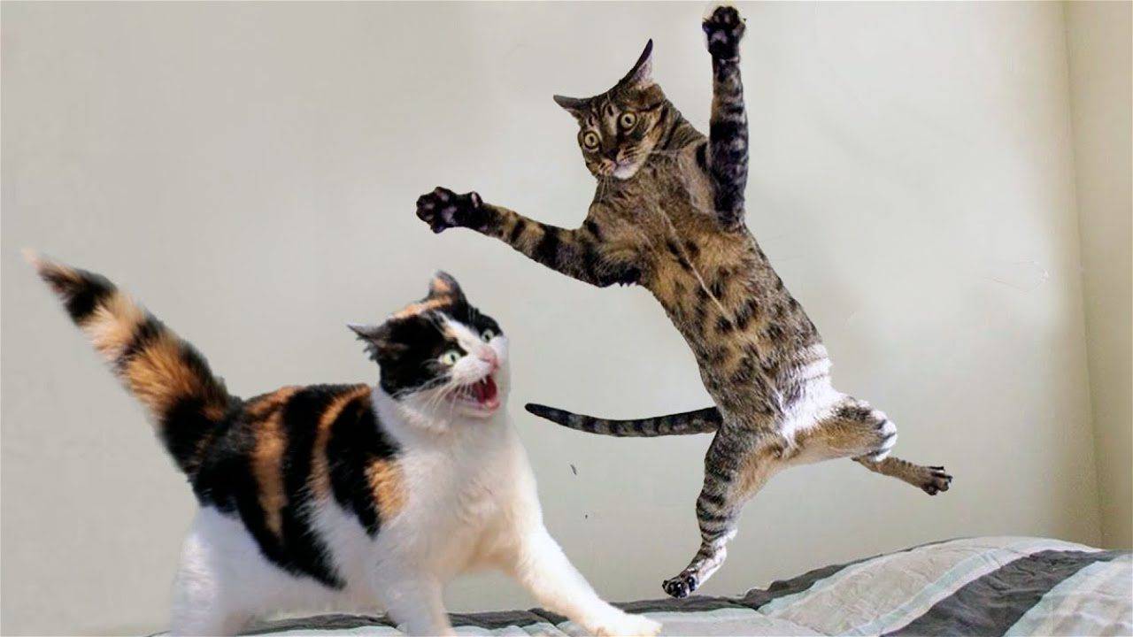 ПРИКОЛЫ С ЖИВОТНЫМИ ДО СЛЕЗ #104 Смешные КОТЫ И СОБАКИ  Приколы