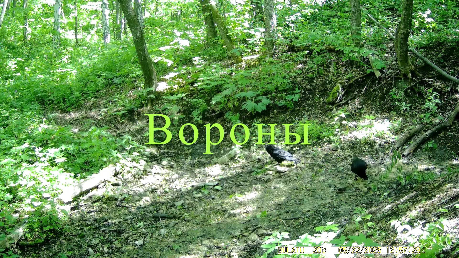 Вороны. Отрывки из жизни вороньей пары.