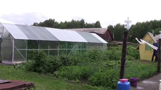 Муромцево  12  июля 2025г  На винограднике