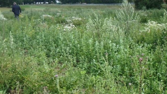 Калининградский плодопитомник Калиновка