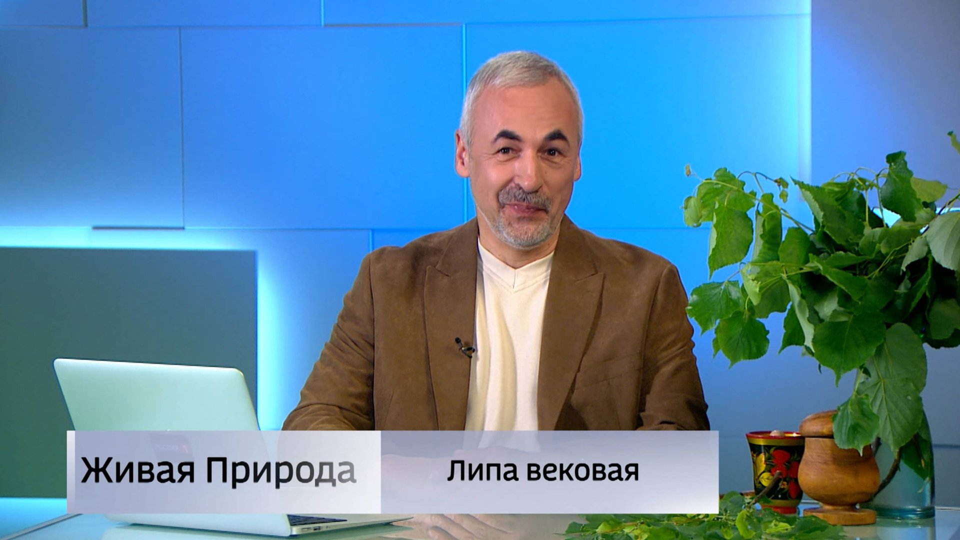 Живая природа. "Липа вековая"