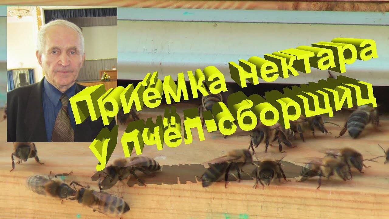 Принимают ли пчёлы нектар у сборщиц? Шокирующий ответ профессора Кашковского!