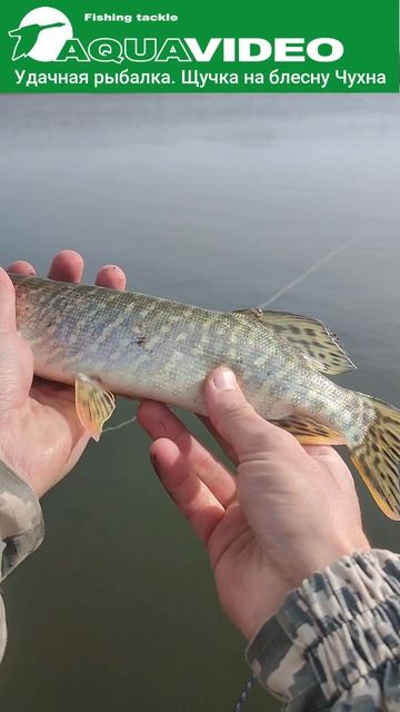 Удачная рыбалка. Щучка на блесну Чухна