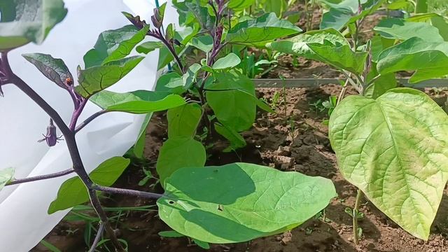 Проверяю баклажаны после недели дождей - формировка, подкормки и борьба с вредителями