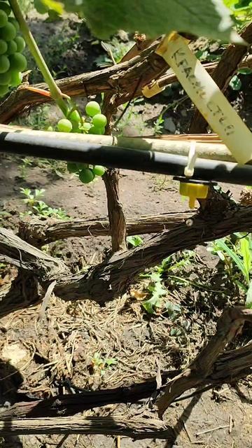 Капельный полив на винограднике