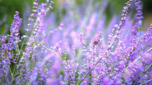 🌸 МАГИЯ ЛАВАНДОВОГО ПОЛЯ | Красивый футаж под медитативную музыку