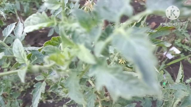 Заболели томаты: вирус или фитофторой?