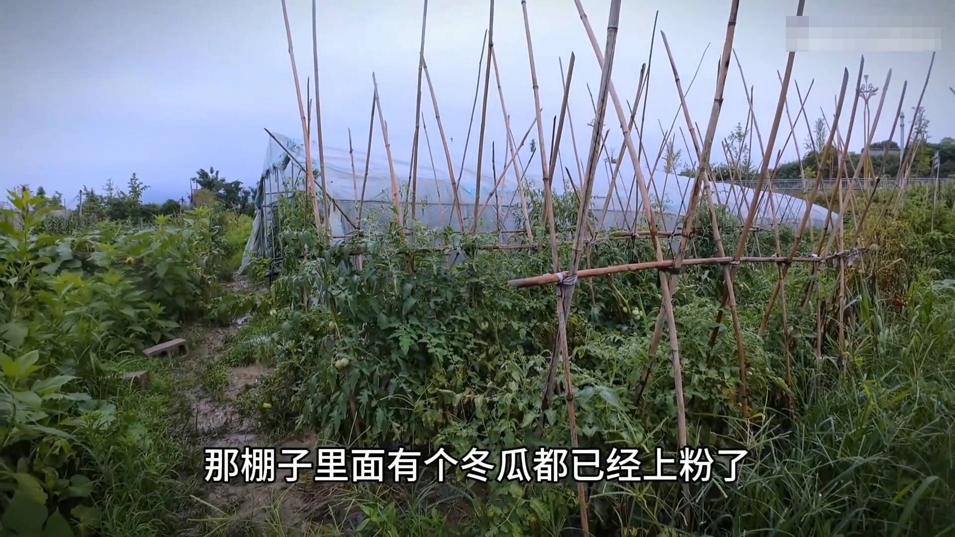 Сянъе Ёко - Баклажаны росли пышно, но из-за ночного ливня всё было было затоплено