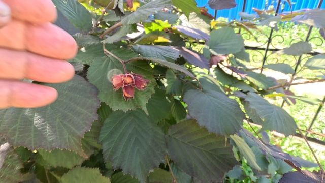 Орех красный