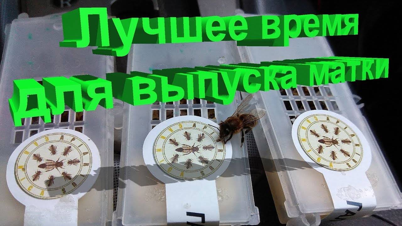 Когда выпускать подсаженную матку? Советы от профессора Кашковского