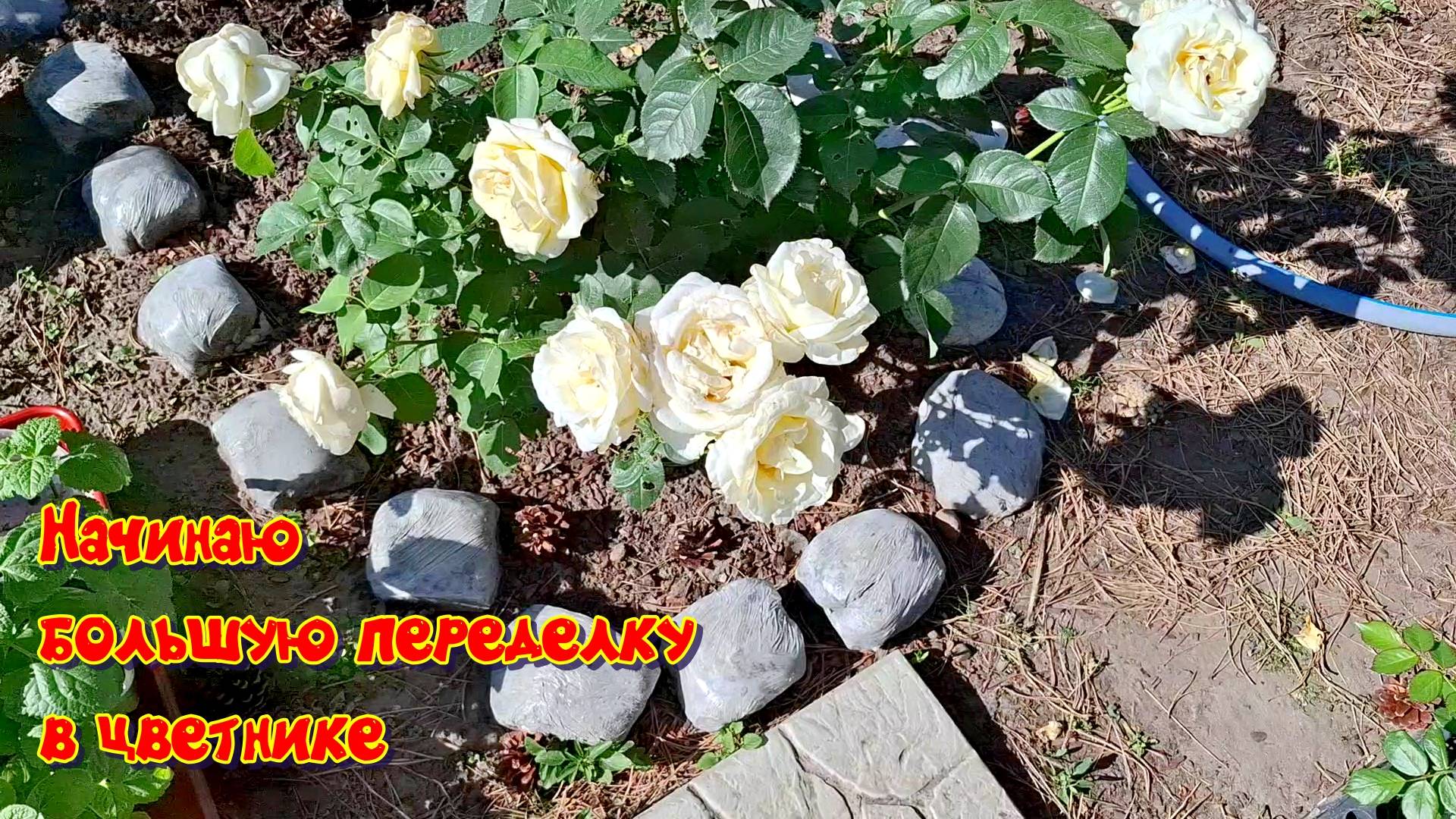 Небольшие покупки.Большая переделка в цветнике.Карликовые ирисы