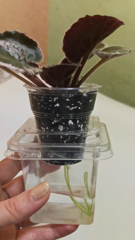 Фитильный полив. Легко и быстро. Просто добавь воды 😉