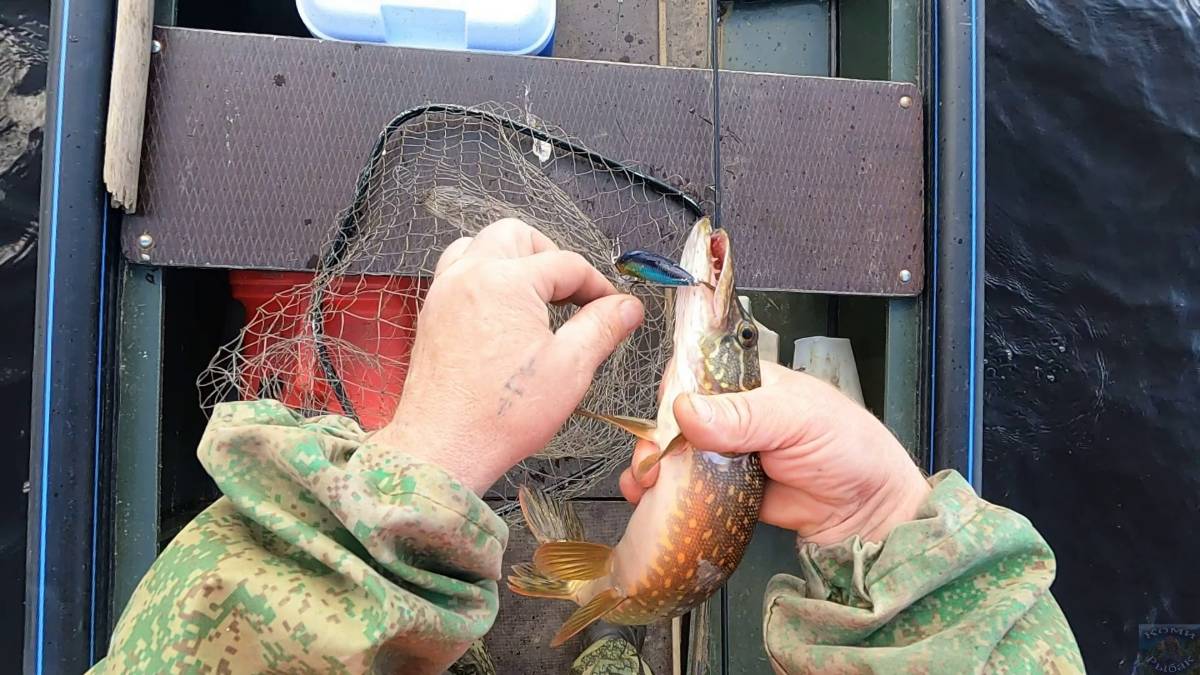 Спиннинг на Печоре без рыбы не оставит \ Часть 1 \  05.07.2025