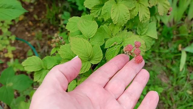 Черная малина - показываю отличия от красной малины и ежевики, делюсь опытом выращивания