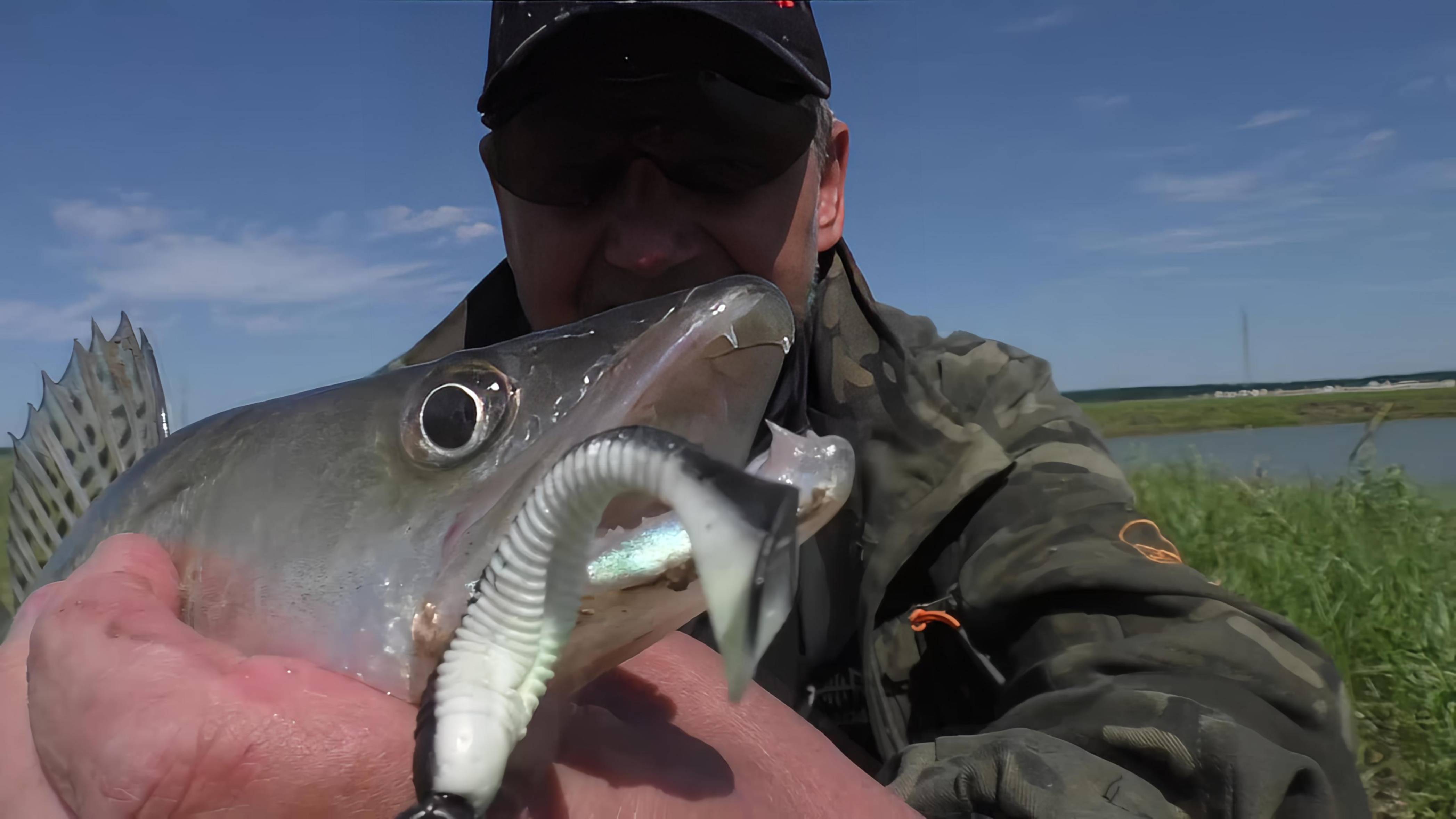 Не знал, что здесь так много судака.