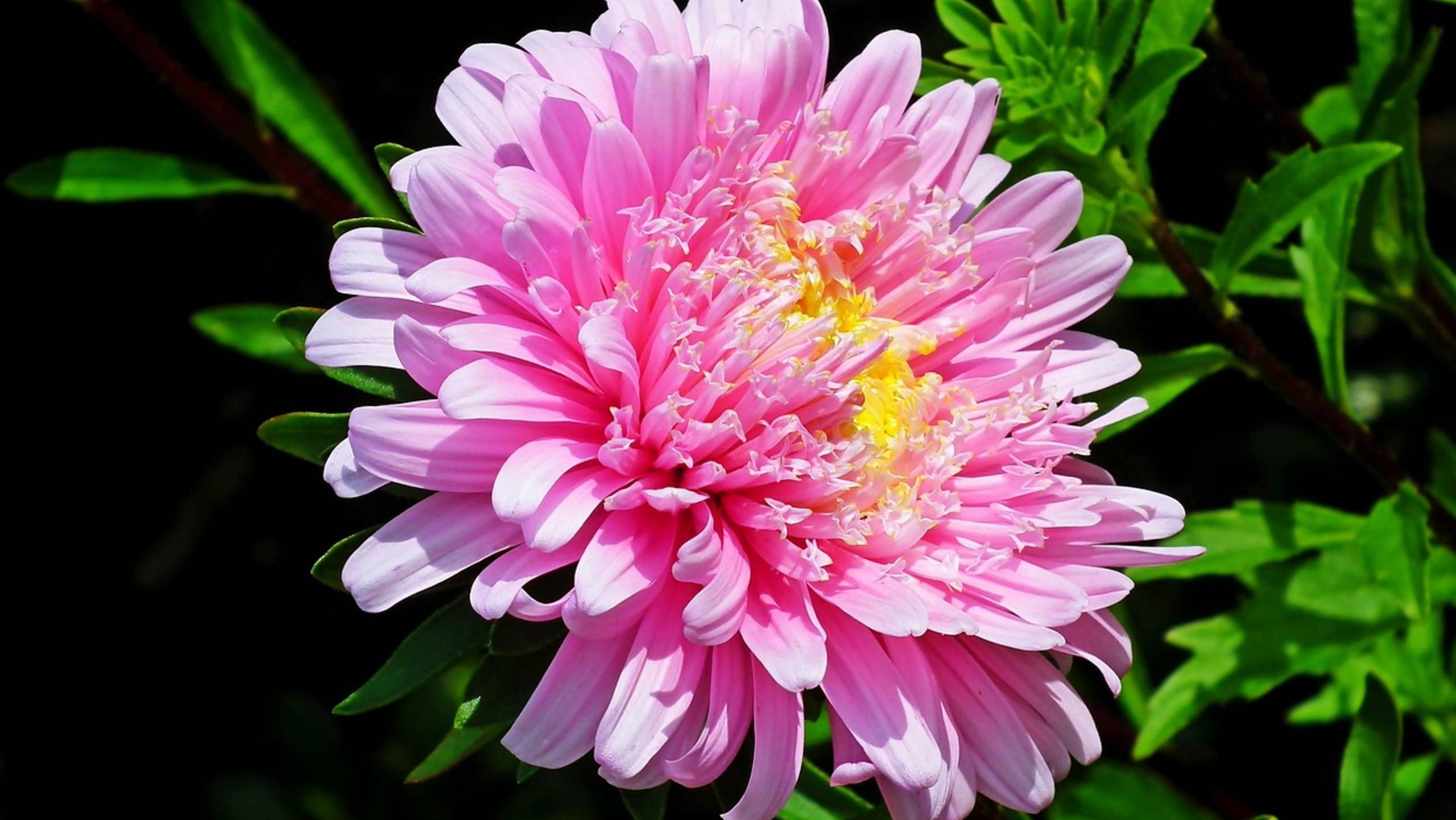 Цветы Астра - посадка и уход.