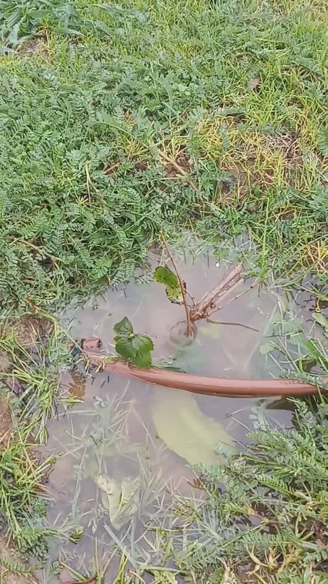 Потоп на земле обетованной