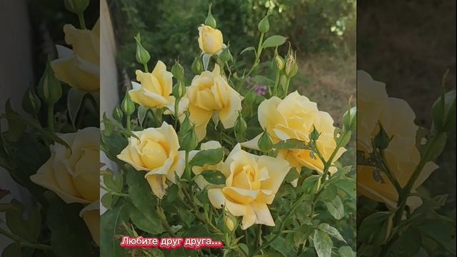 2025 июль Любимая хатка Любите друг друга