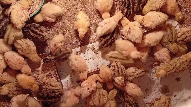 Перепелята и кубанская жара