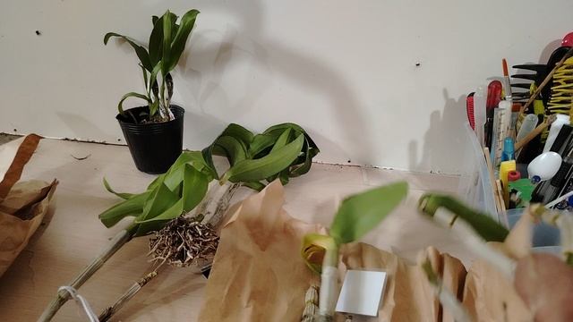 П16. Ч-1. Распаковка  4-х орхидей от Надежды, Томск"Орхидеи Сибири" с сюрпризом в виде 5-й орхидеи