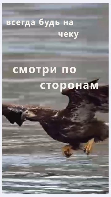 будь всегда на чеку