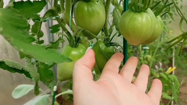 Обзор томатов в теплице 2 июля - показываю завязываемость разных сортов