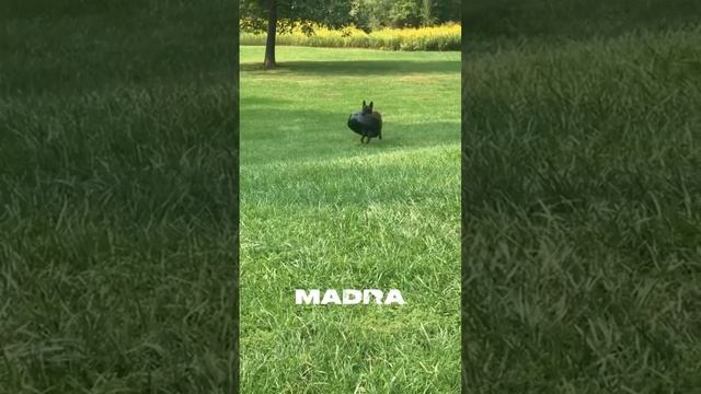 Весёлые малинуа)))